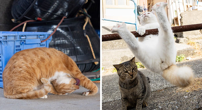 Celebrating The Quirky And Playful Side Of Cats: 50 Of The Best Photos ...