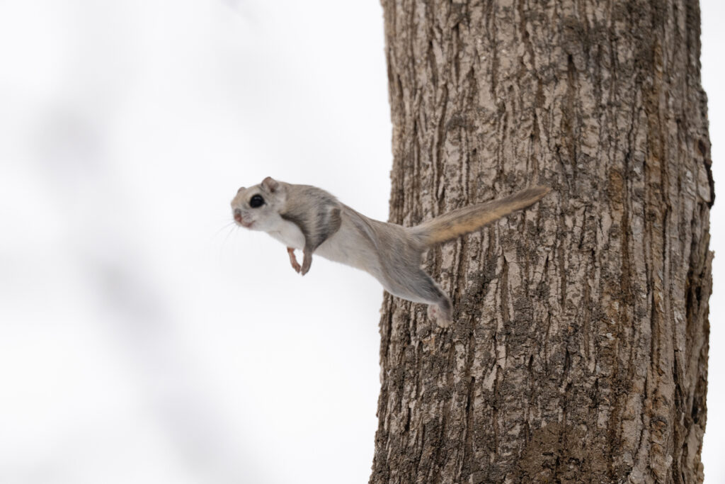 13 Acts That Prove the Flying Squirrel Is the Ultimate Tree Jumper
