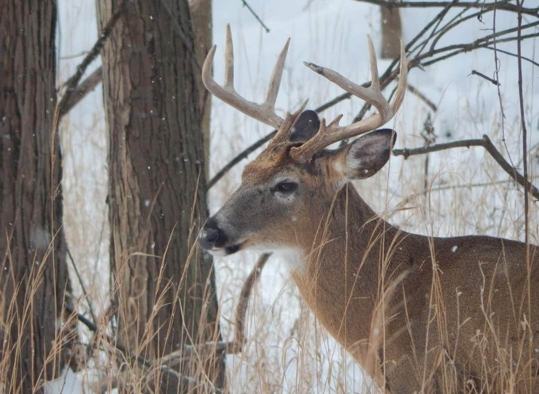 Ohio youth gun season kicking off. Best Ohio counties for deer hunting