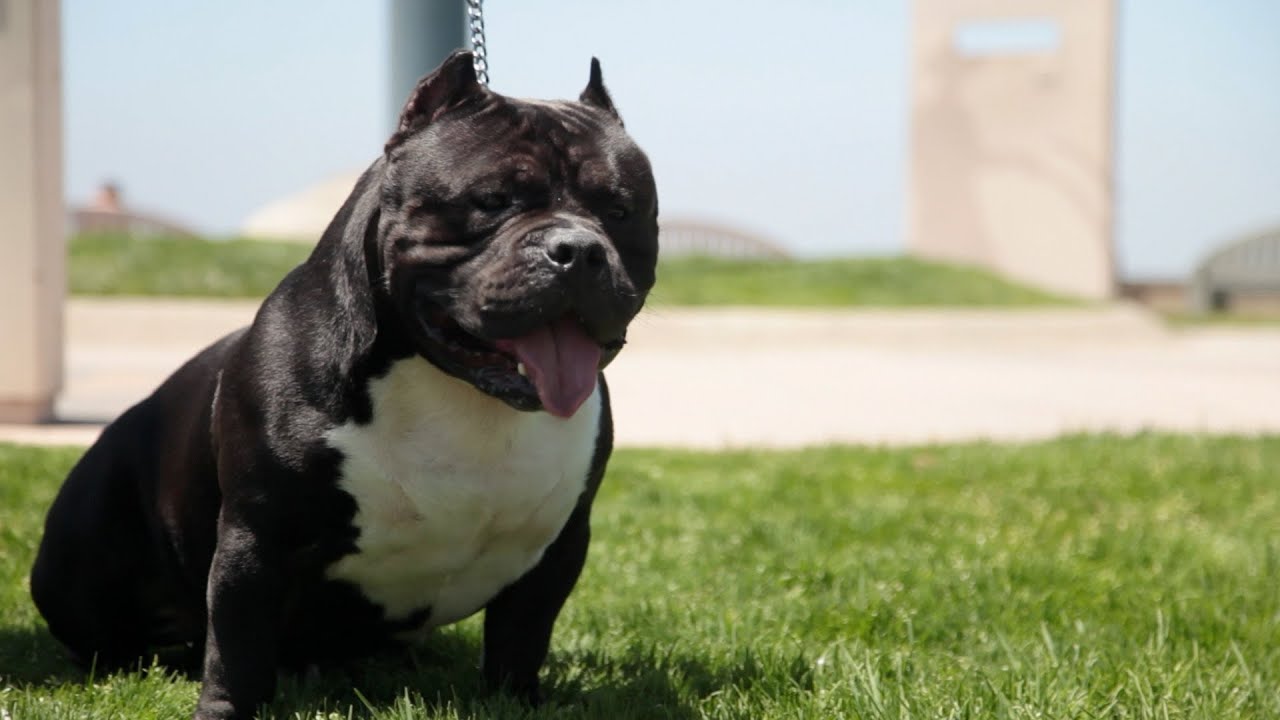 A day in the life - Ryu Gotti Signal Hill, CA. #teamryu