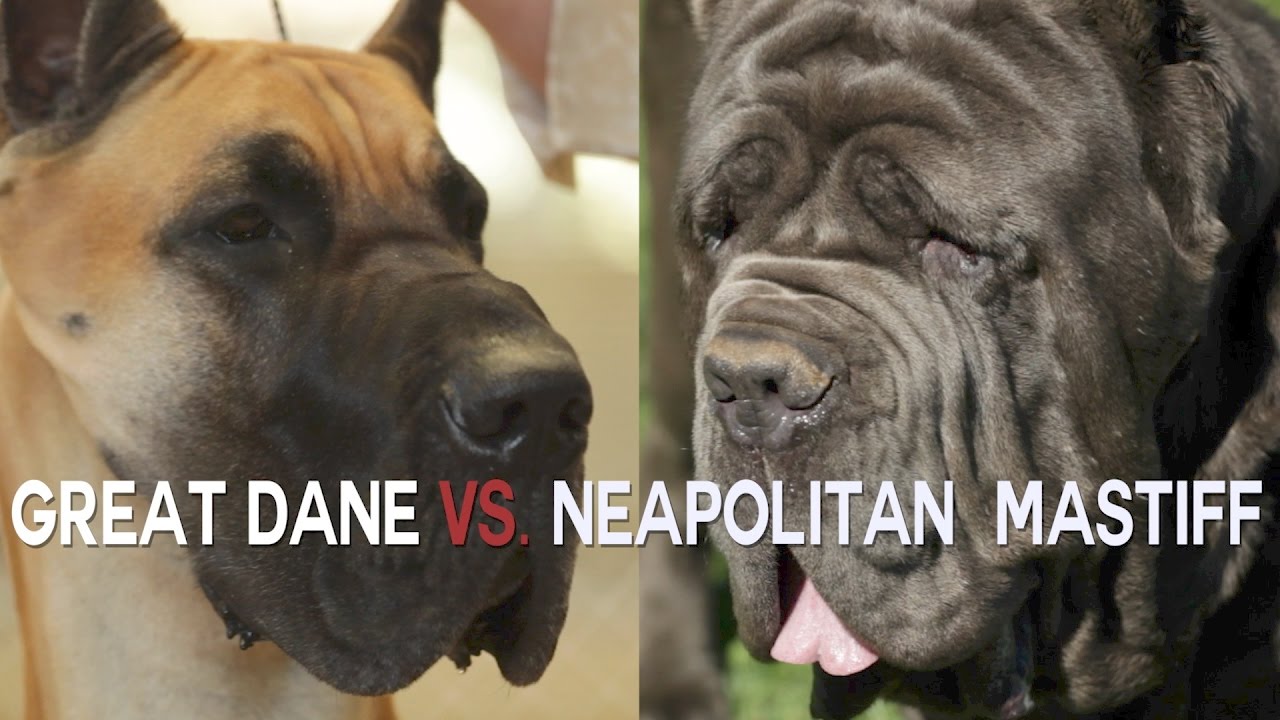 Great Dane vs. Neapolitan mastiffs, two of the largest watch dogs