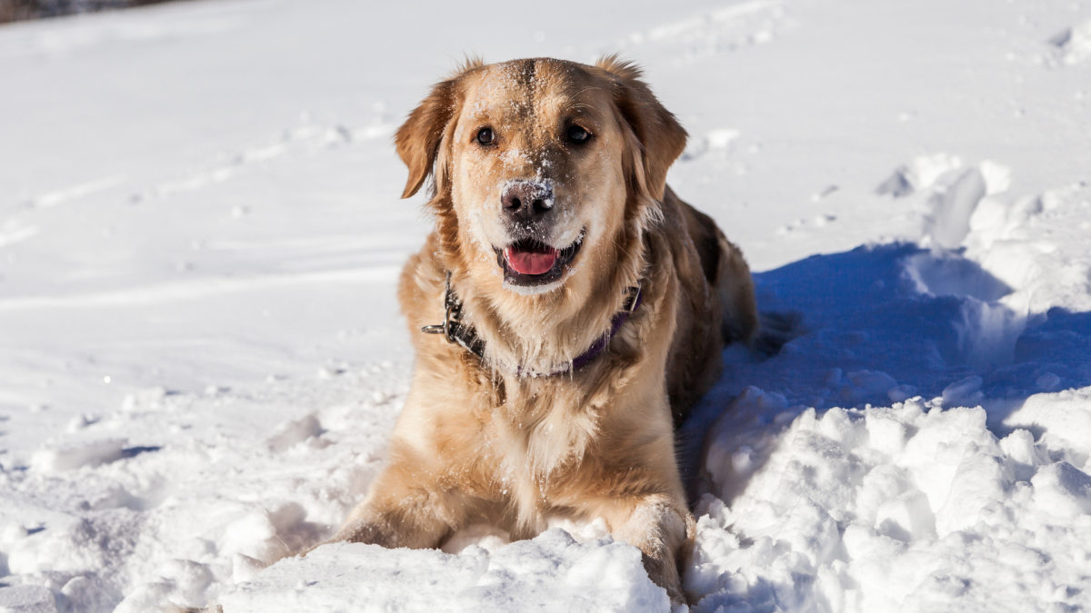 Golden Retriever's First Snow of the Year Is the Hype We Need