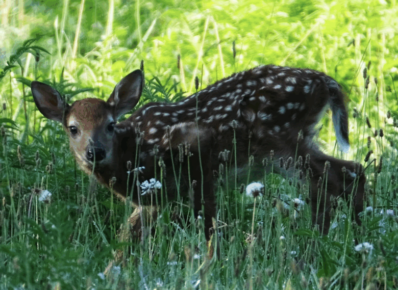 Paw-sitive vibes: Meet the cute & cuddly critters of the Smoky Mountains