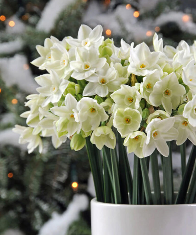7 blooms you can grow now to create your own festive centerpiece