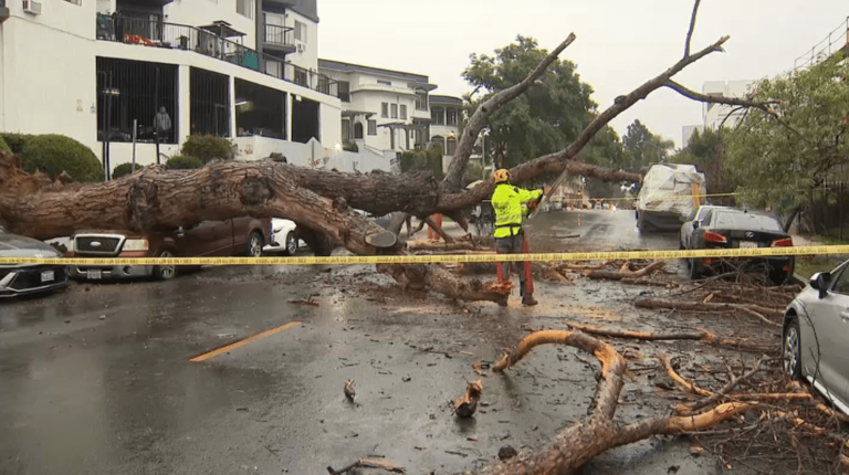 Toppled tree crushes family's pickup in Echo Park neighborhood