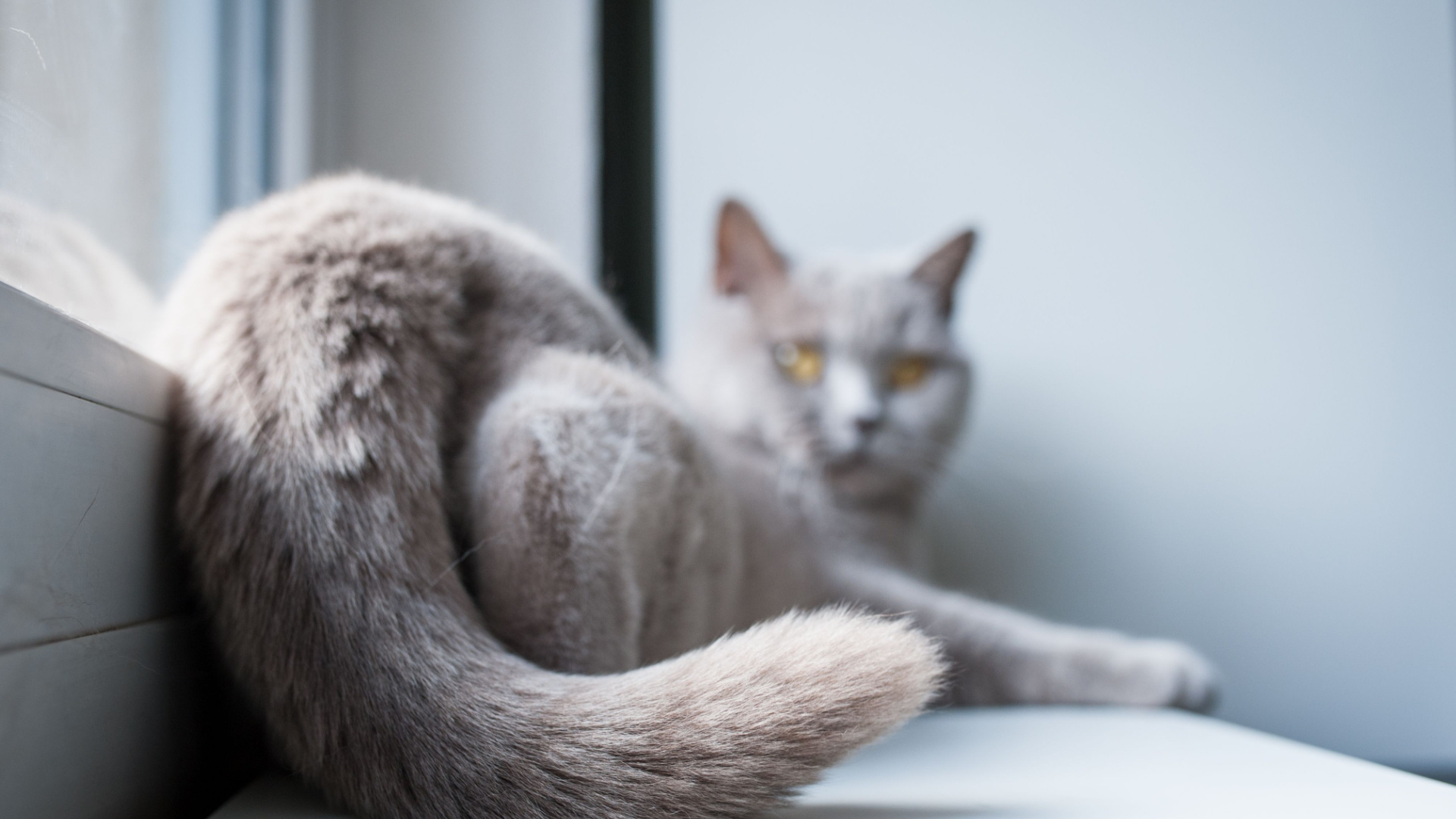 This Is What Your Cat Is Trying To Tell You With Every Twitch Of Their Tail
