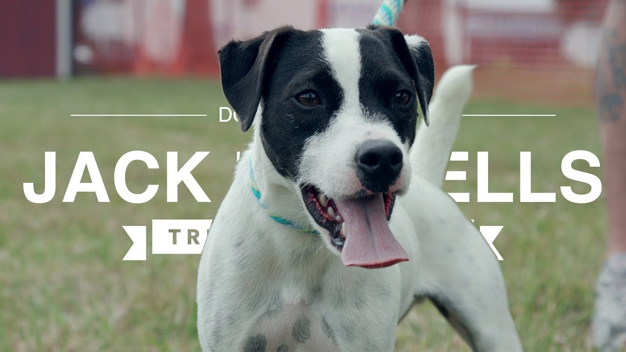 Jack Russells: Trialing these amazing terriers