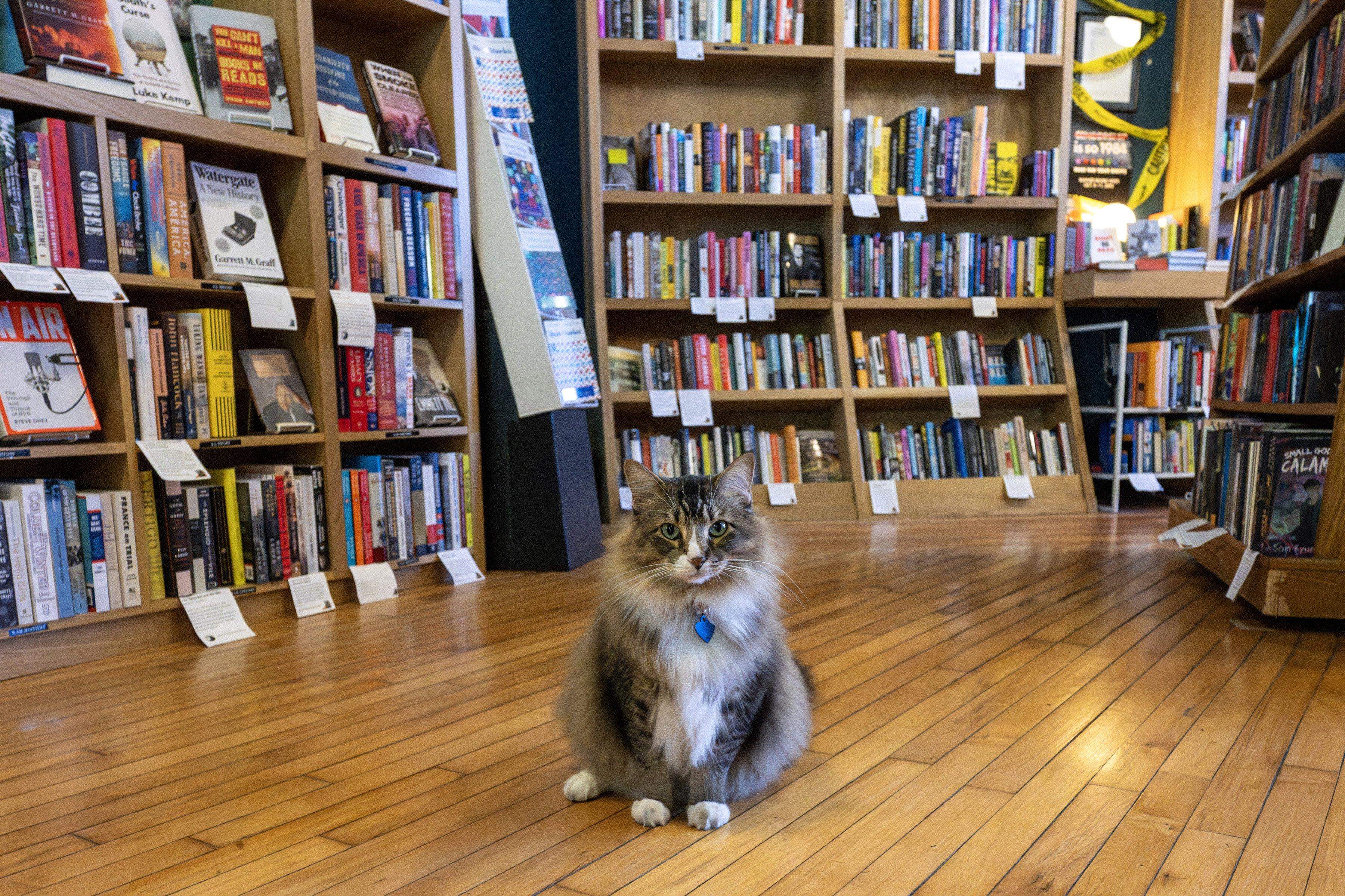 Meet the shop cats of Mass. Street, who charm Lawrence with merch ...