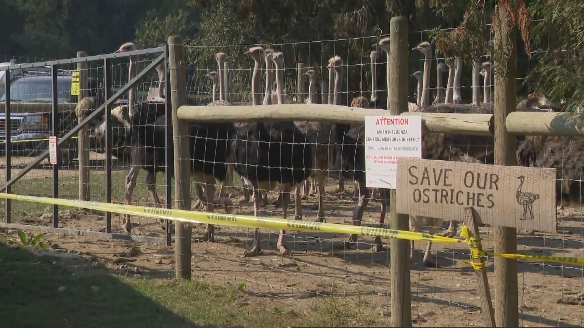 Health Matters: Cull of ostriches at B.C. farm completed