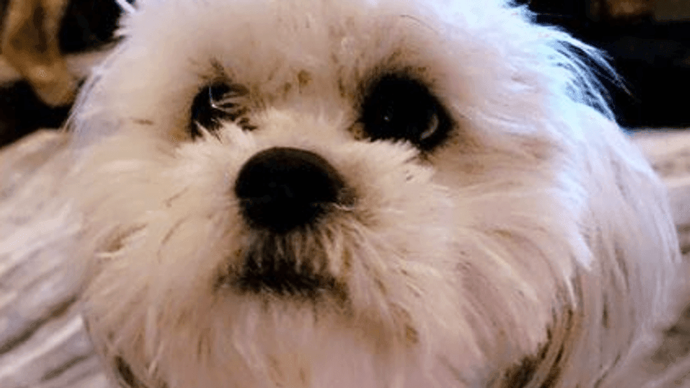 $500,000 settlement reached after Sturgeon police officer shot blind ...