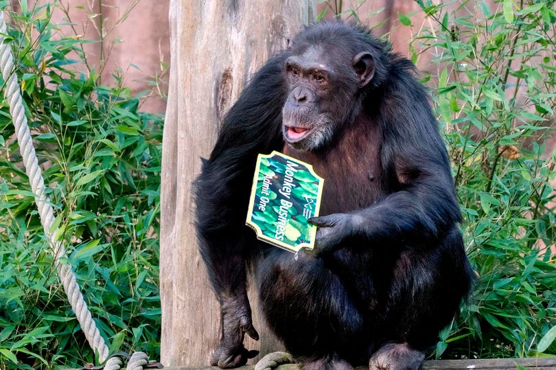 Chimpanzee escape puts zoo on lockdown as she causes chaos and visitors ...