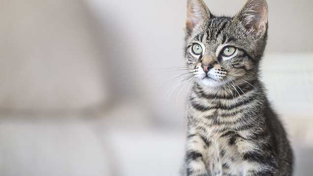 Dad can't resist the kitten he once refused to adopt
