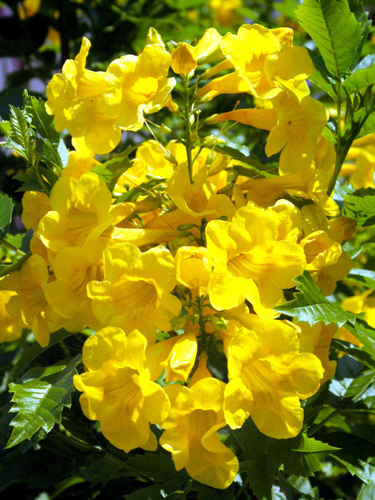 Frequently asked questions from North Texas gardeners heading into winter