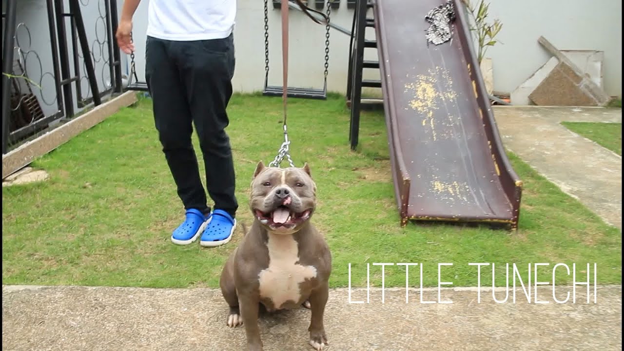 Lil Tunechi the American Bully powerhouse, Philippines represents (fan ...