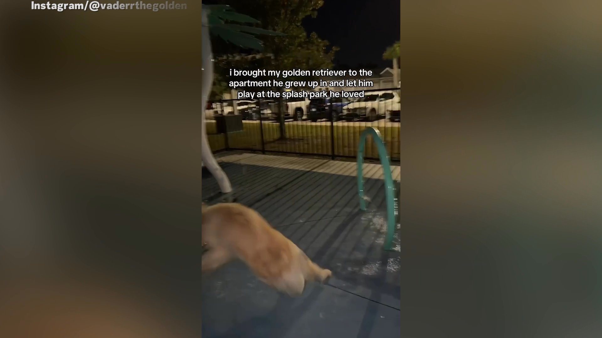 Dog Playing At Splash Park