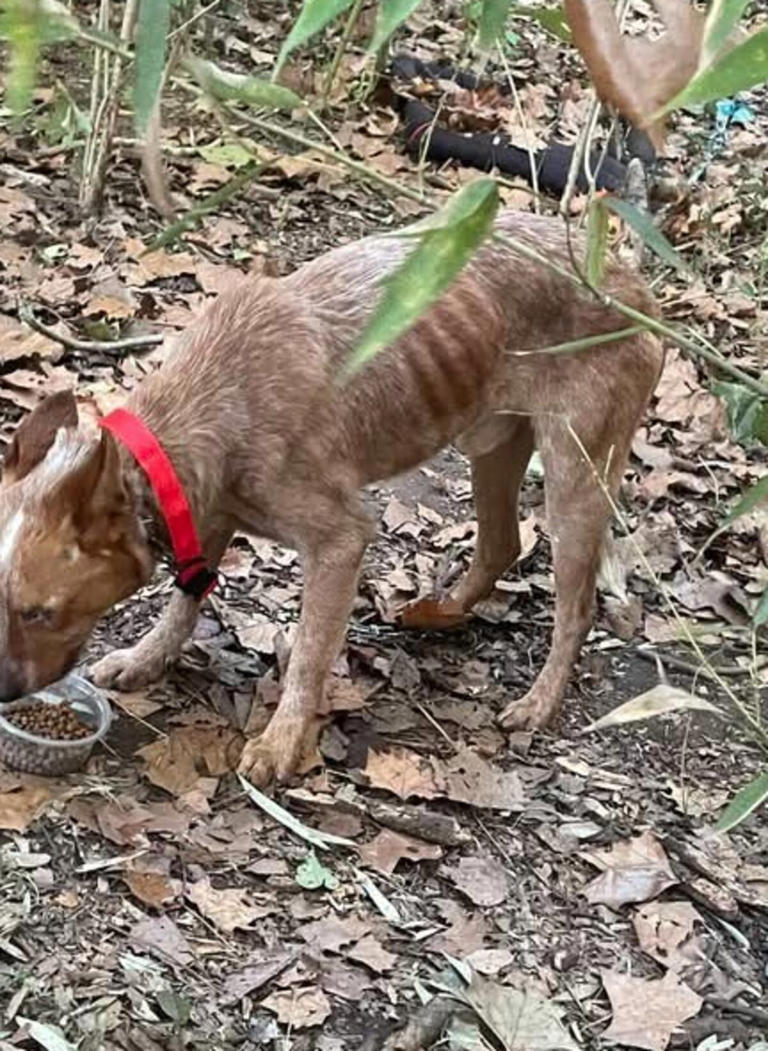 Kids Hear Whimpering In The Woods And Find A Frightened Dog Chained To Tree