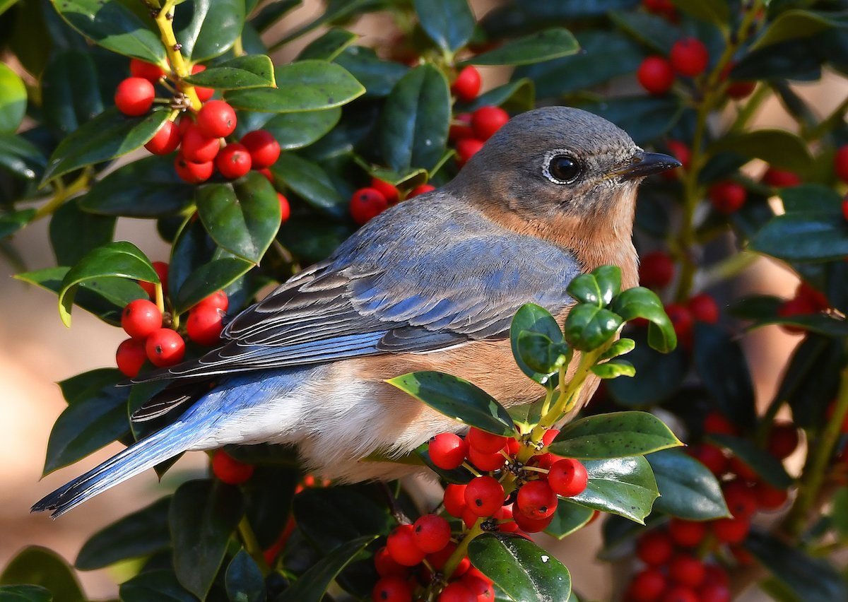 15 Backyard Birds That Eat Berries