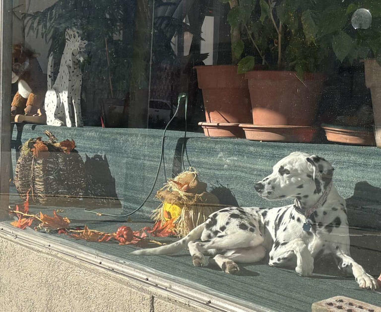 At Luken Insurance, a Dalmatian office dog, Rosé, greets passersby