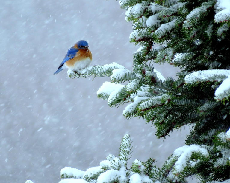 7 Fascinating Fir Tree Facts You Should Know