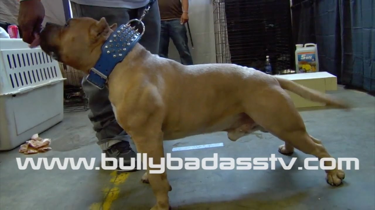 American Bully Show - Metropolis Super Bully Show (re-up)