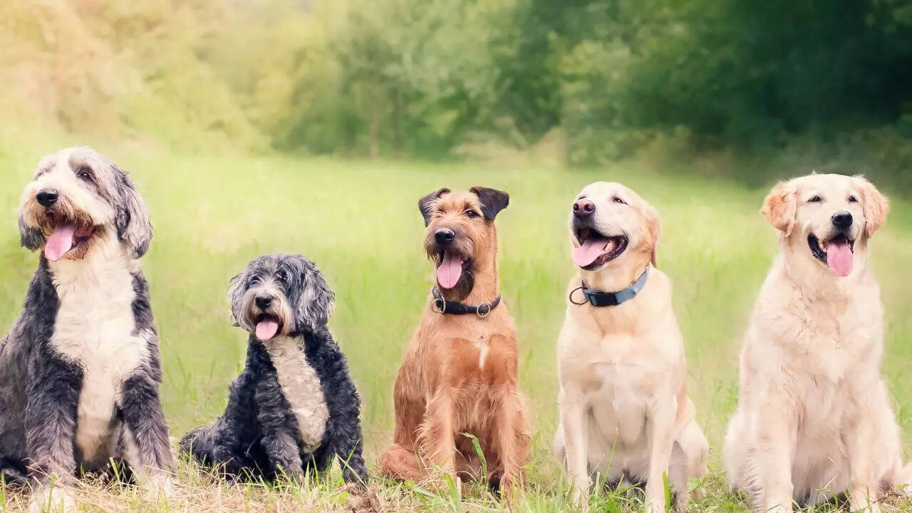 Dogs were travelling the world with humans over 10,000 years ago, with ...