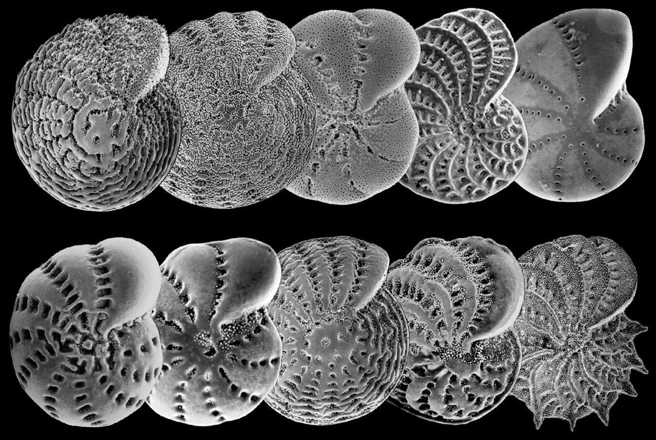Global review identifies 57 new living species of tiny marine foraminifera