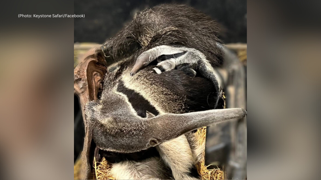 Giant anteater baby born at Keystone Safari in Pennsylvania