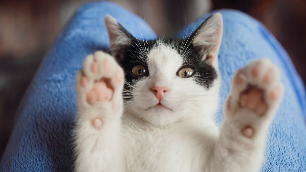 8 síntomas que revelan infección urinaria o problemas renales en gatos