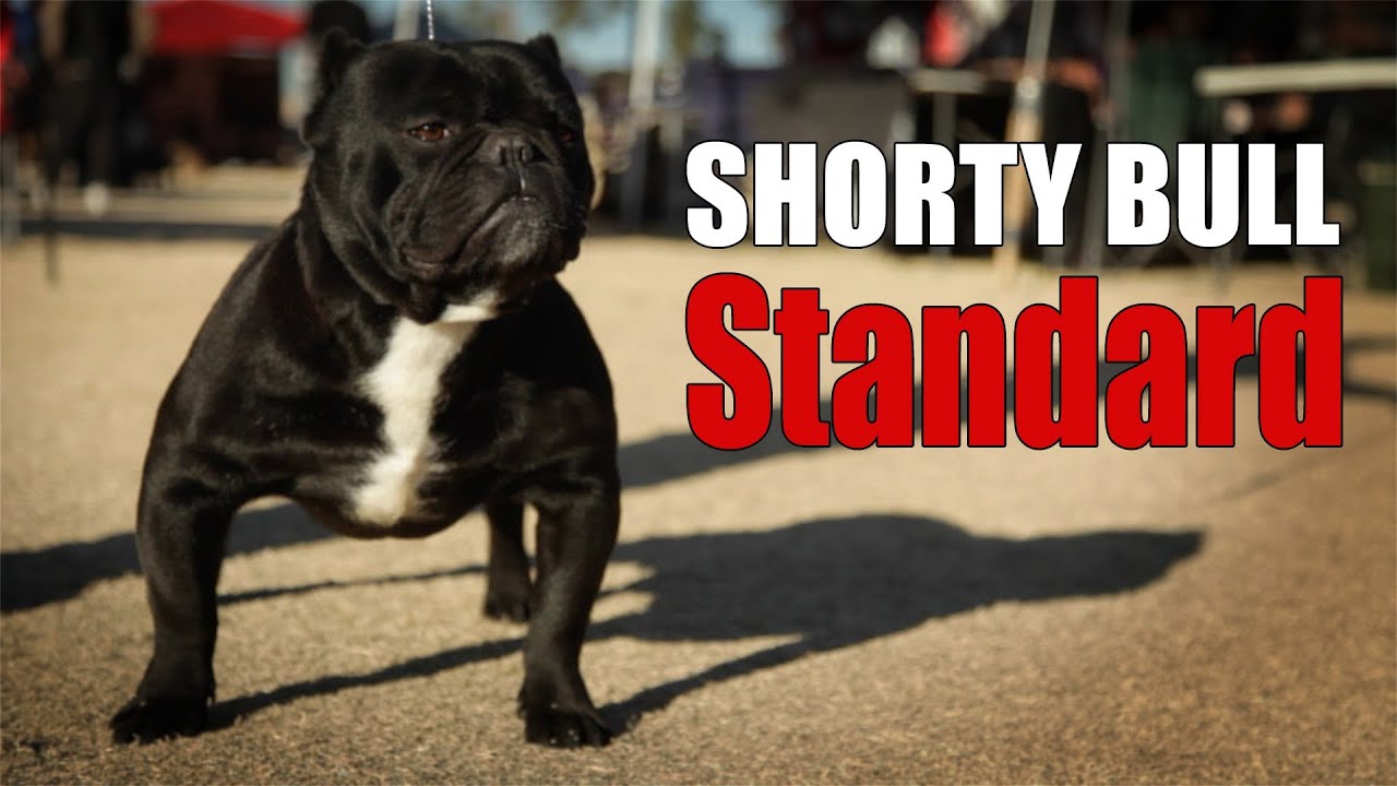 Shorty bull - breed standard