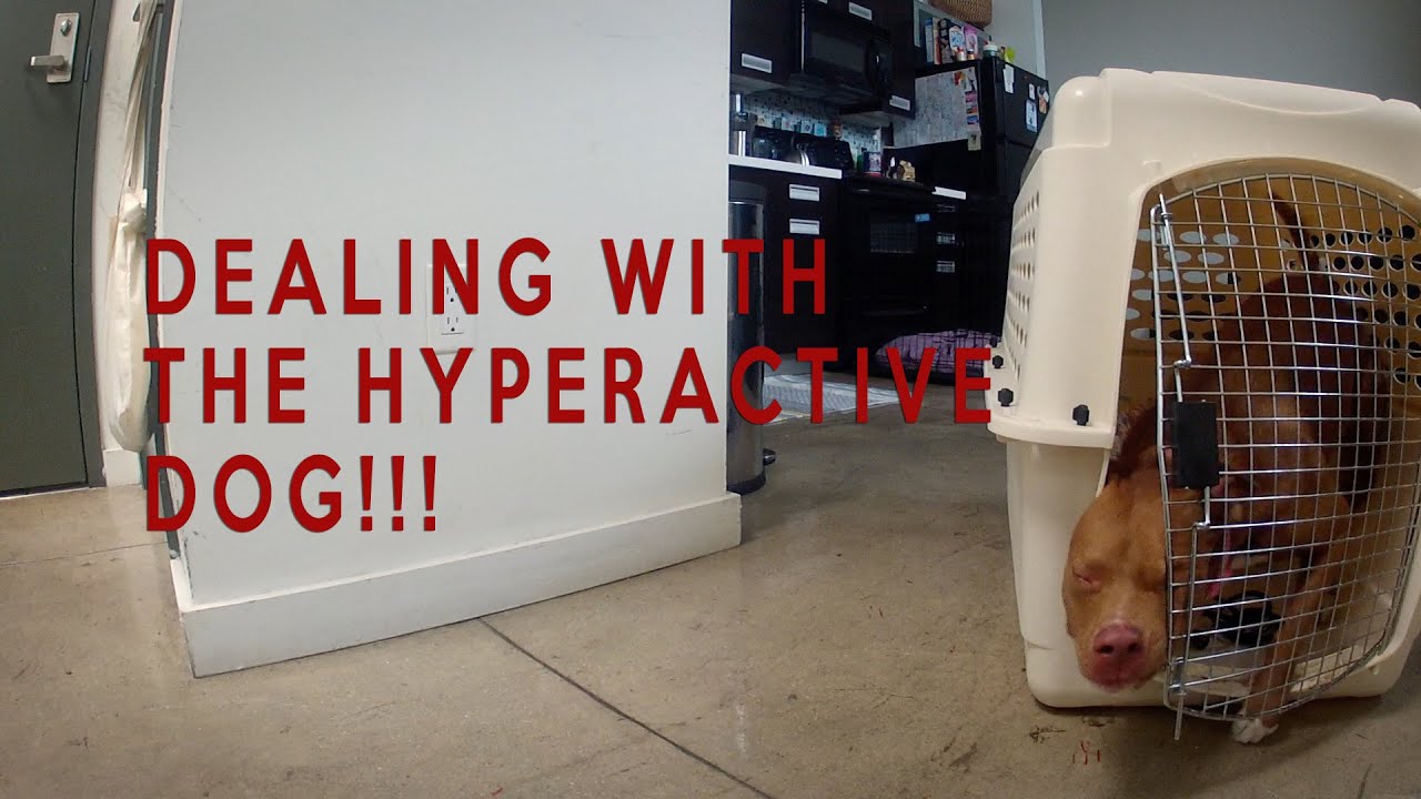 Dealing with the hyperactive dog...