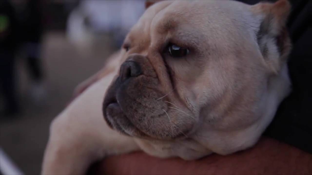 Shorty bull: The standard for the small bulldog