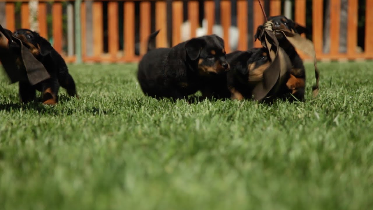 Cute and cuddly German Rottweiler puppies