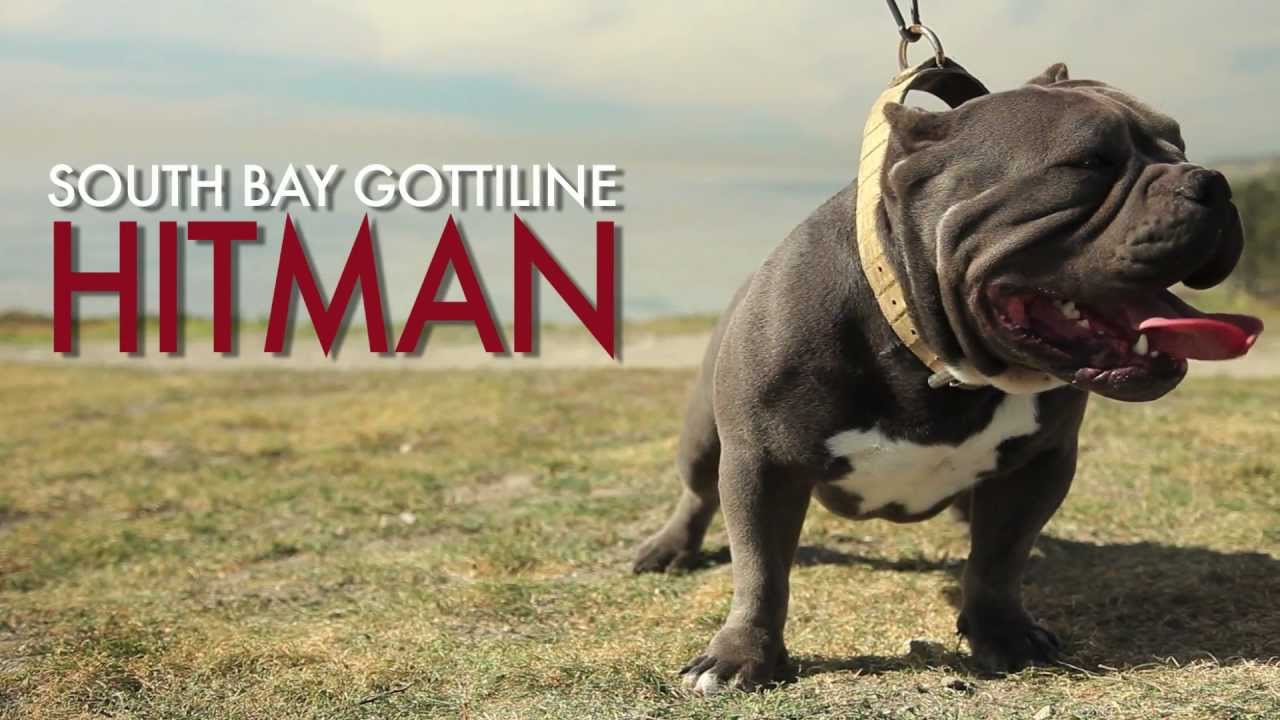 EXOTIC BULLY - SOUTHBAY GOTTILINE HITMAN