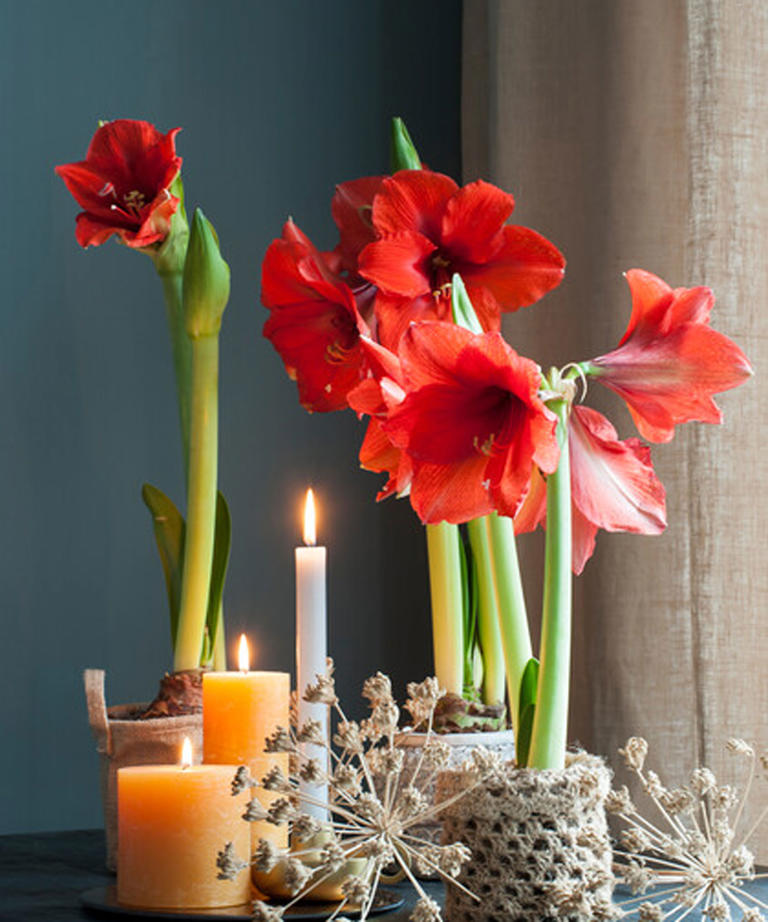 7 blooms you can grow now to create your own festive centerpiece