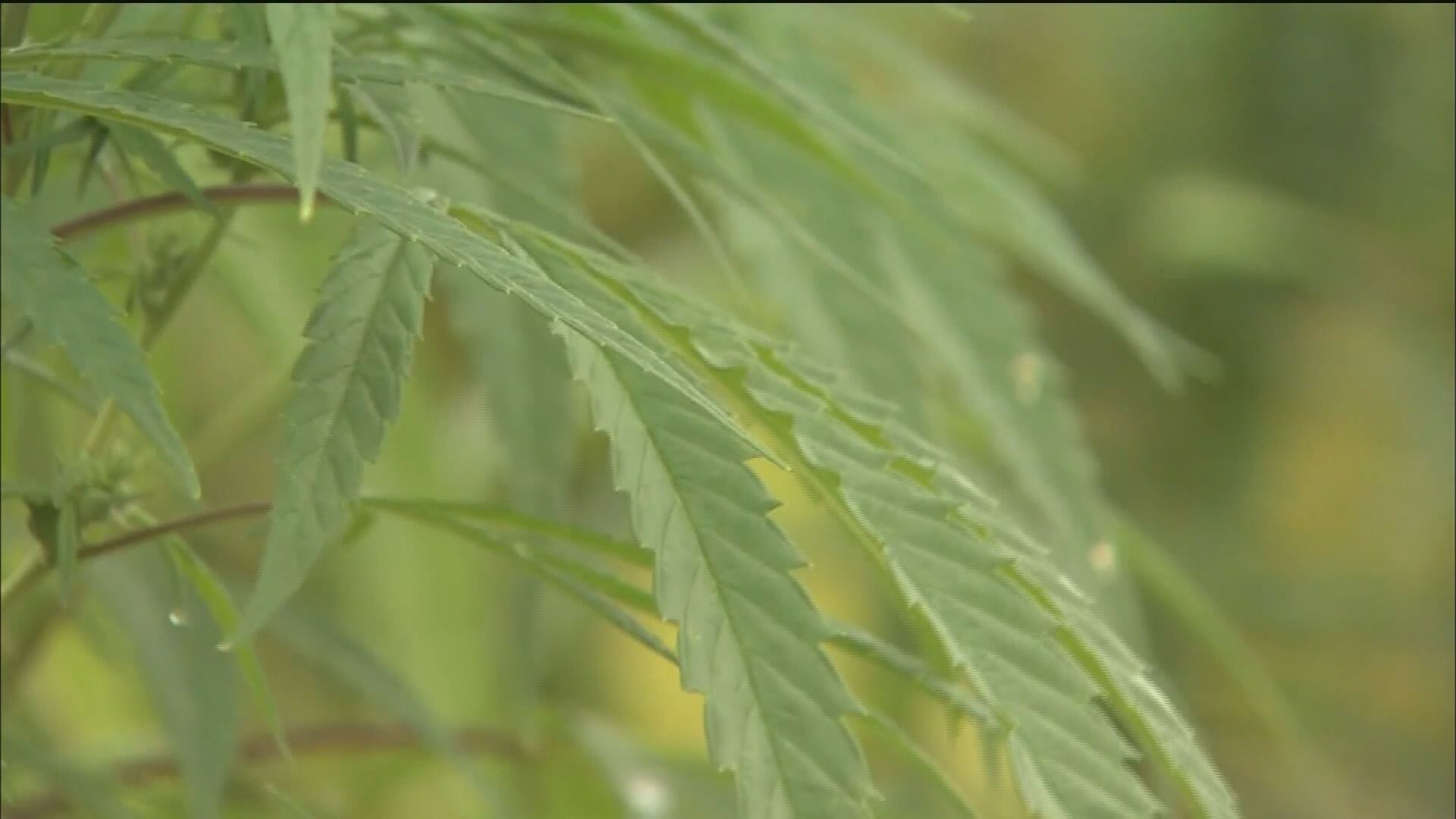 New federal hemp ban could impact Colorado farmers, producers