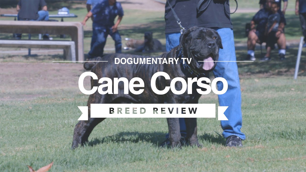 Cane Corso breed review