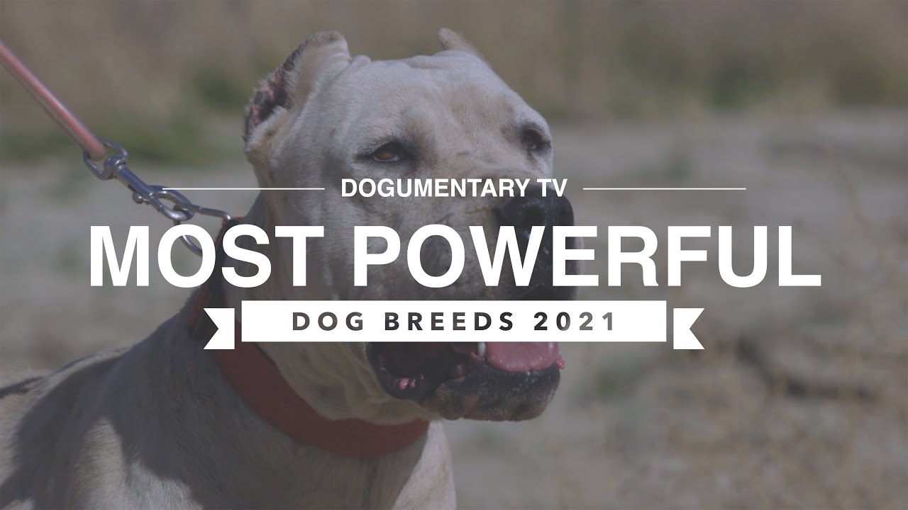 Top 10 most powerful dog breeds 2021