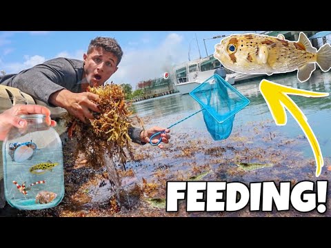 Feeding my puffer fish live invertebrates! *Intense*