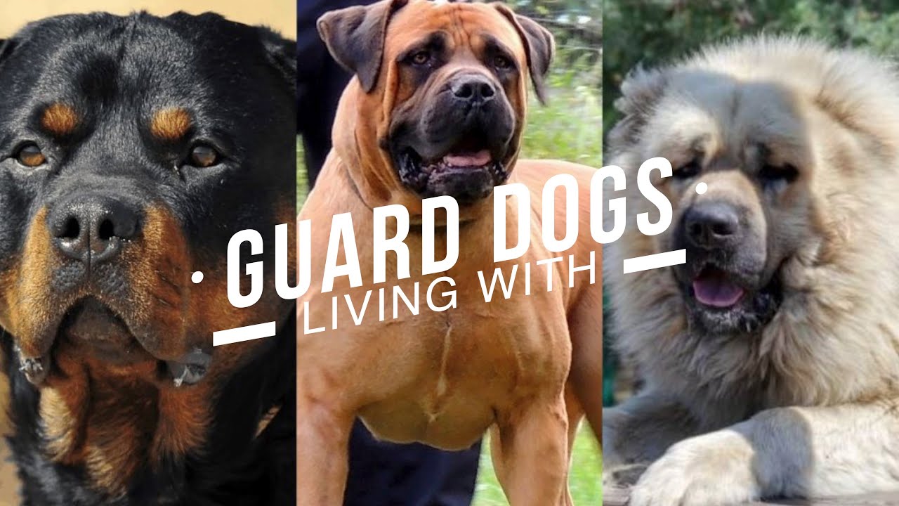 Living with guard dogs: Secrets revealed