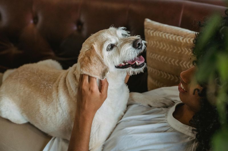 7 Quiet Signs Your Dog Is More Attached To You Than You Realize
