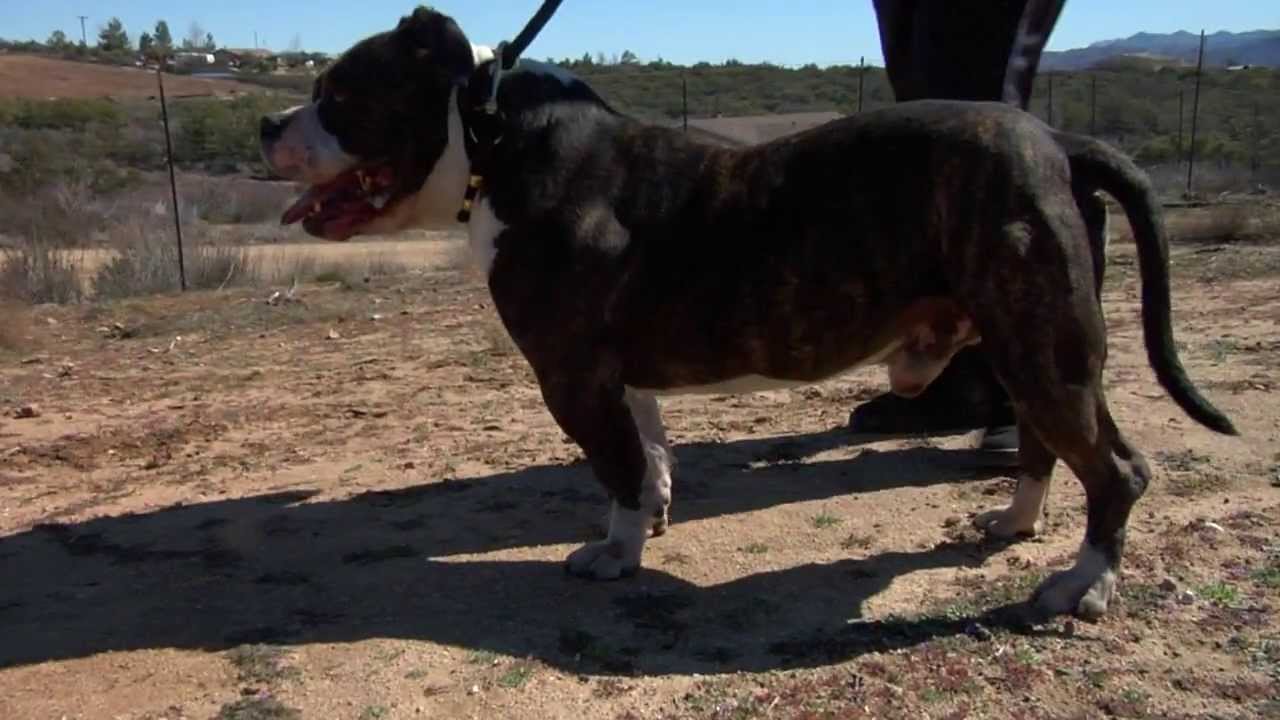 American bully - Romeo - Dax's dad