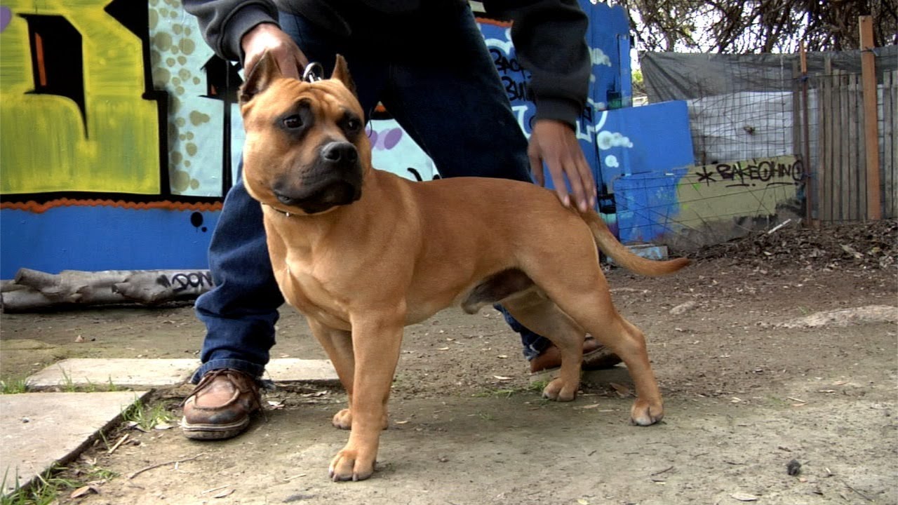 American Bully Kennel - Backyard Bully Camp