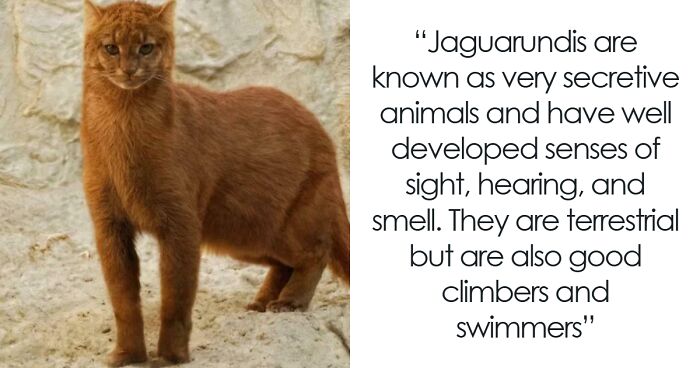 49 Awesome Facts About Animals You Probably Didn’t Know, As Shared On ...