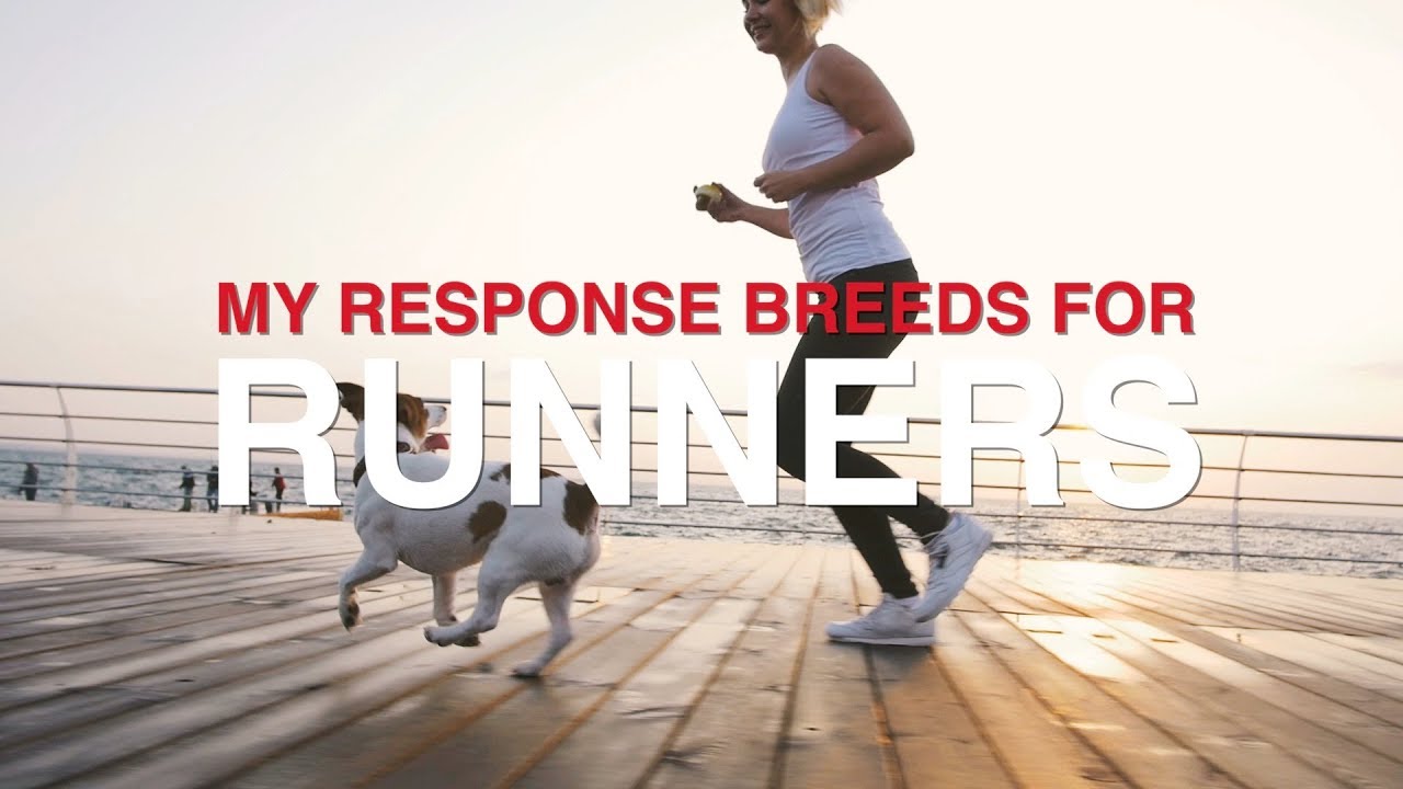 Why the border collie and doberman didn't make my runners top 10