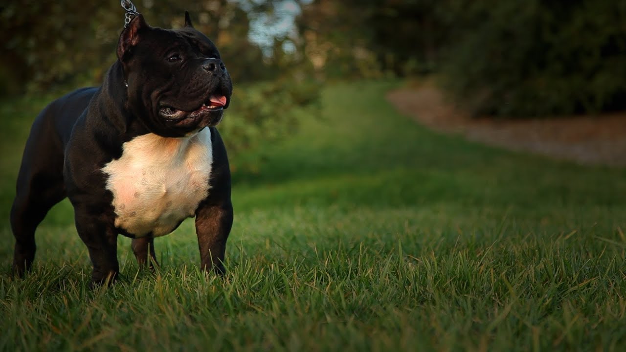 Long Beach Gottiline Ryu - Volume 8 preview