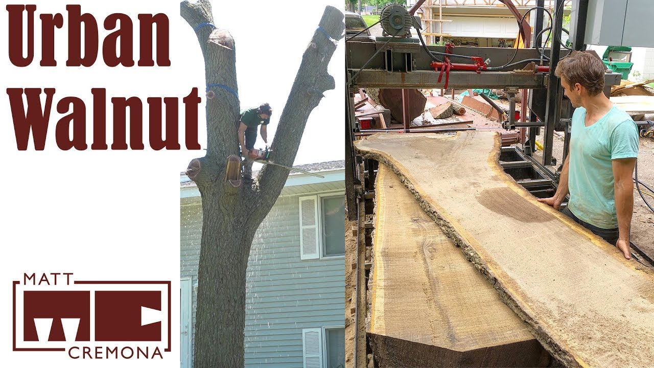 Urban walnut tree removal and slabbing
