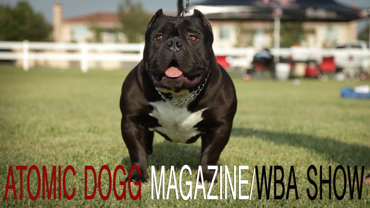 American Bully Show - Atomic Dogg Magazine / WBA