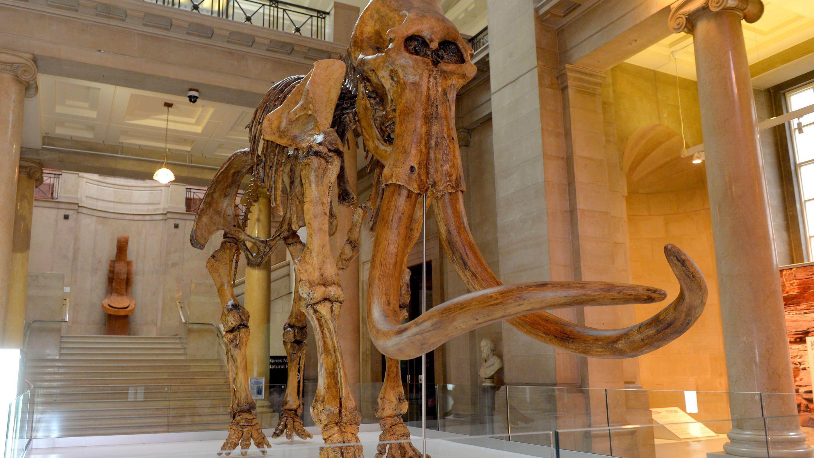 Tom Jones gives blessing to museum mammoth named 'Tom Bones'