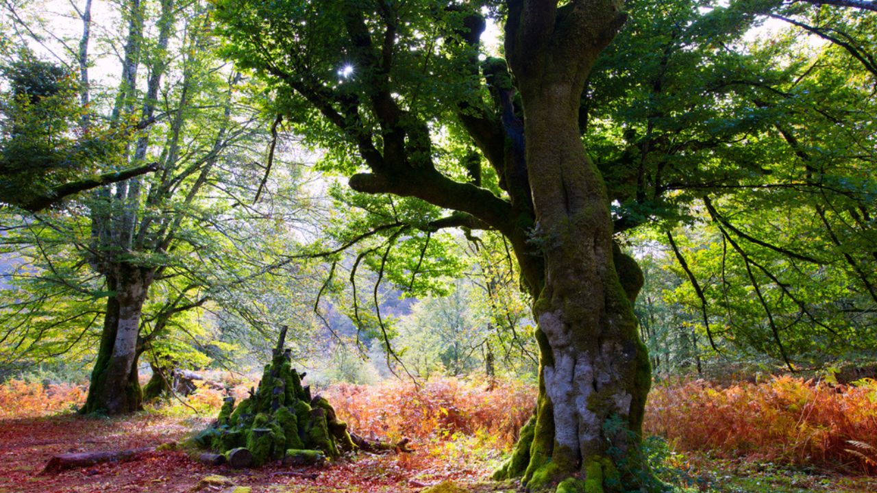 11 Amazing Facts About the Hidden World of Tree Roots