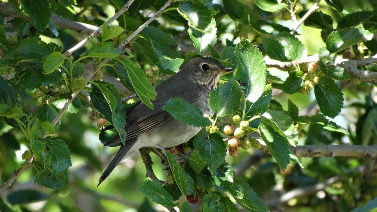 15 Backyard Birds That Eat Berries
